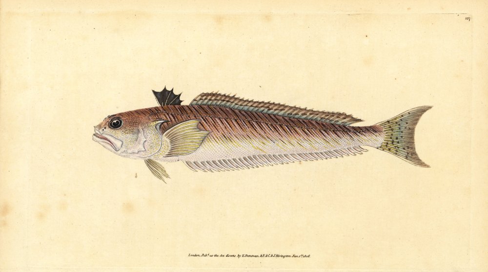 Grote pieterman, Trachinus draco (Grote pieterman of stekelbaars ...