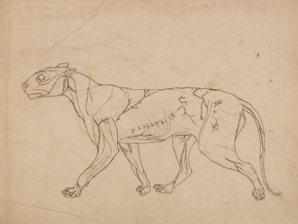Een vergelijkende anatomische expositie van de structuur van het ...