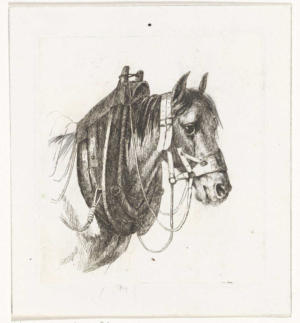 Arabische Paardenhoofd Lijntekening Paard (dier) Wikipedia