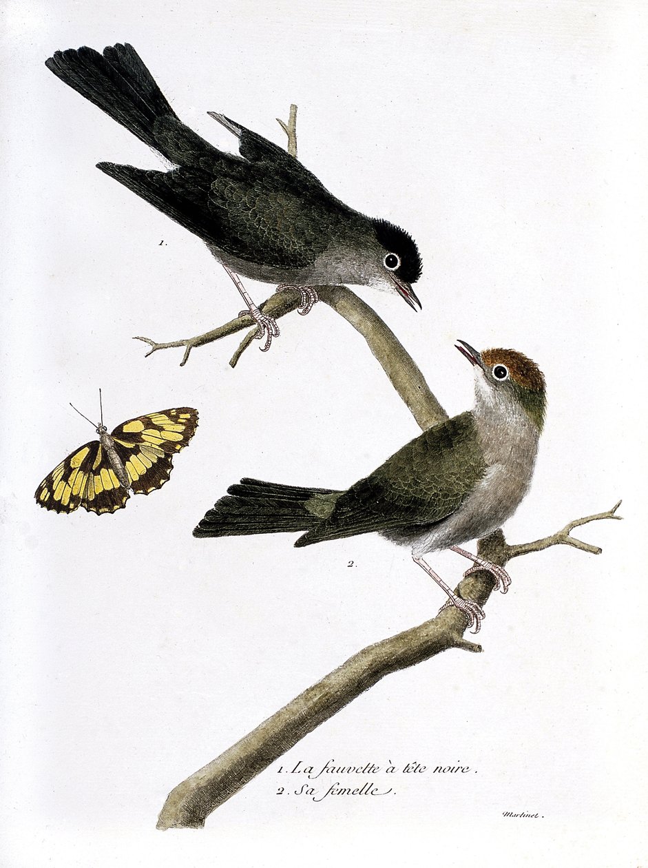 Zoologische kaart (ornithologie): van boven naar beneden: de zwartkop ...