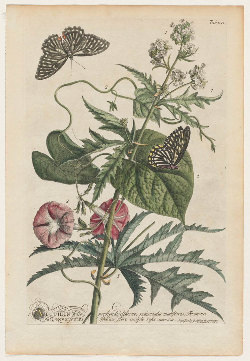 Plantae et papiliones rariores: Nr. 7, 1748 | Kunstafdruk