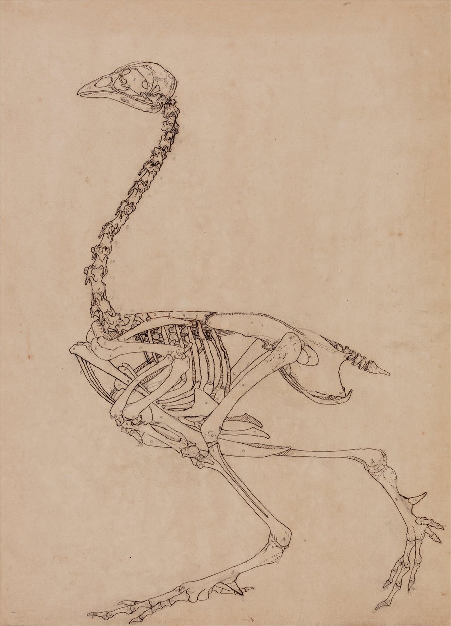 Een Vergelijkende Anatomische Expositie van de Structuur van het ...