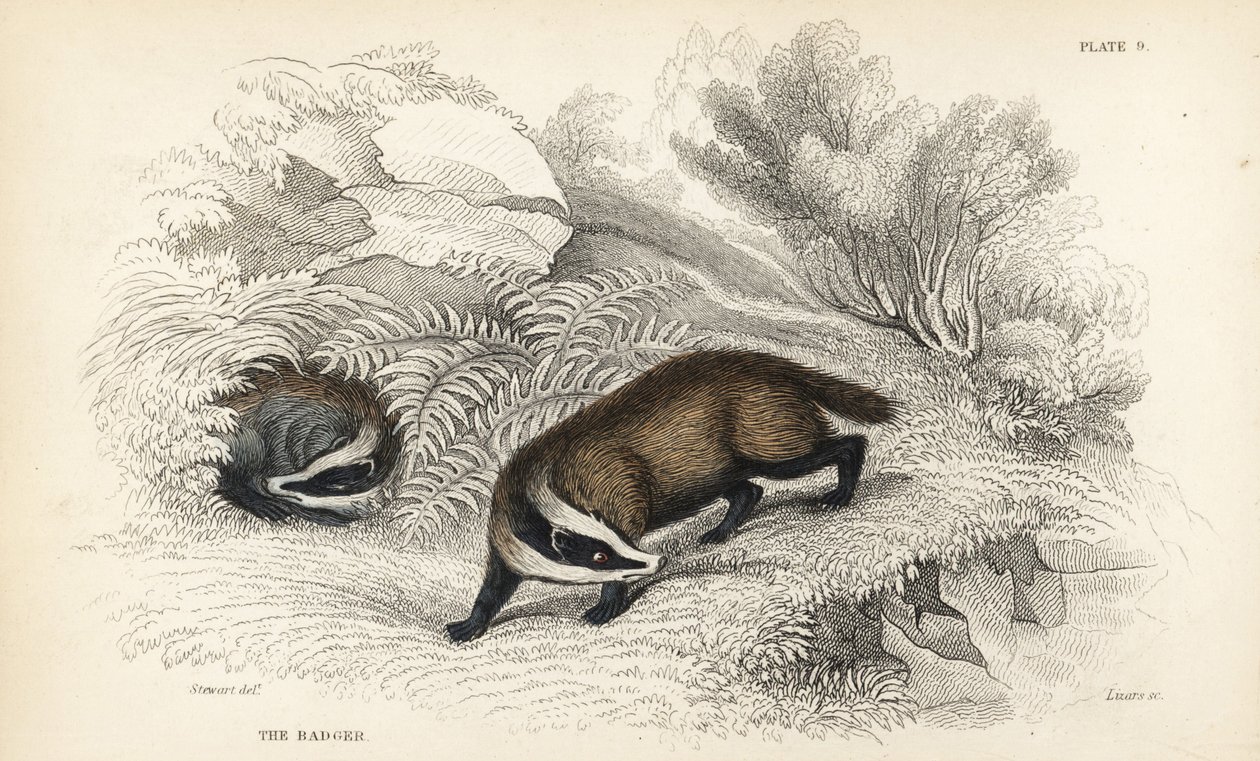 Europese das, Meles meles, handgekleurde staalgravure door Lizars naar ...