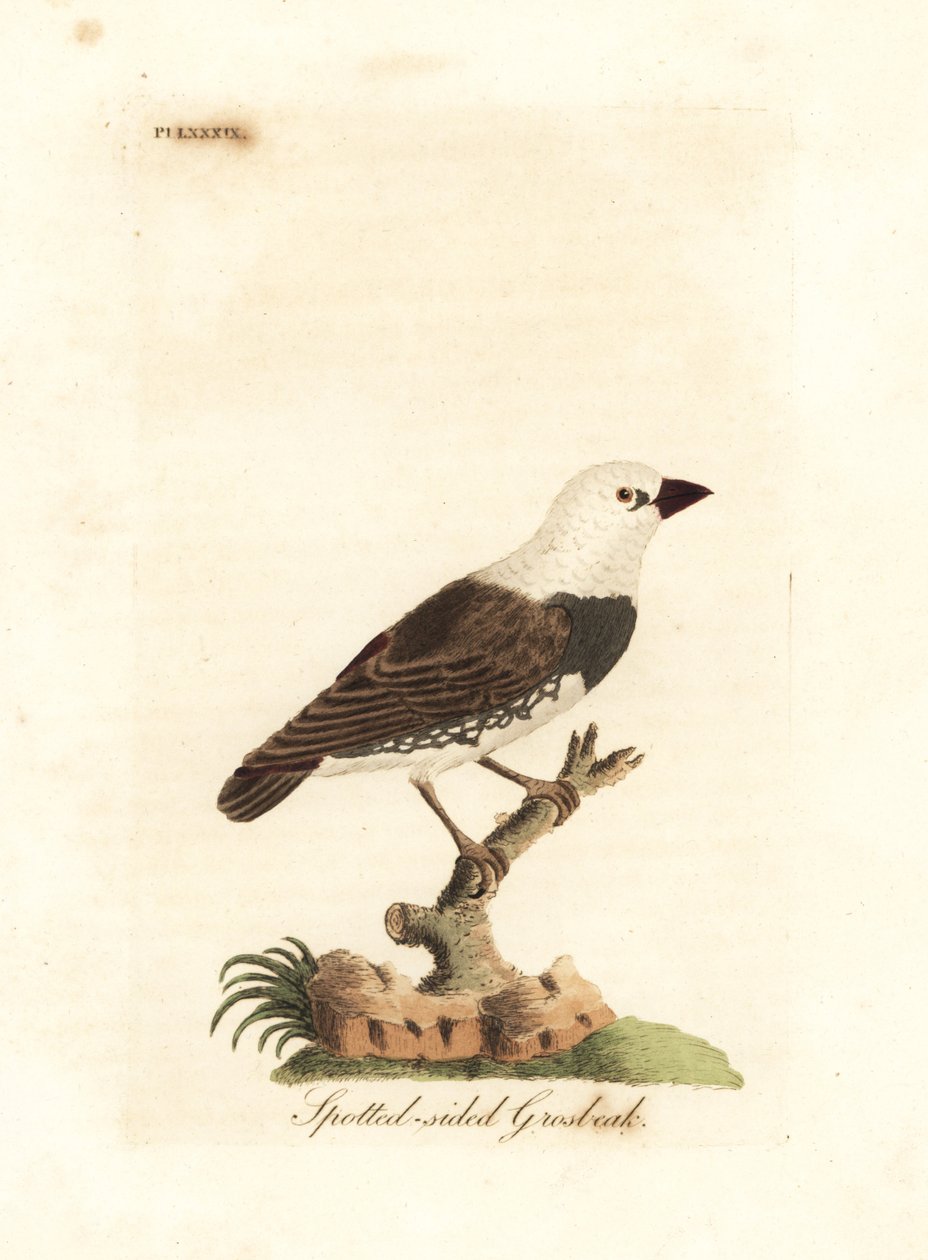 Diamantvink, Stagonopleura guttata (Gevlekte zijvink, Fringilla ...