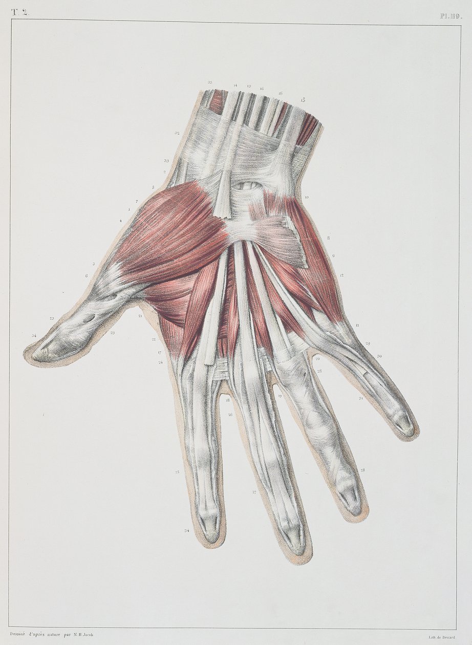 Menselijke Arm Anatomie Tekening Botten Van De Menselijke Hand Royalty
