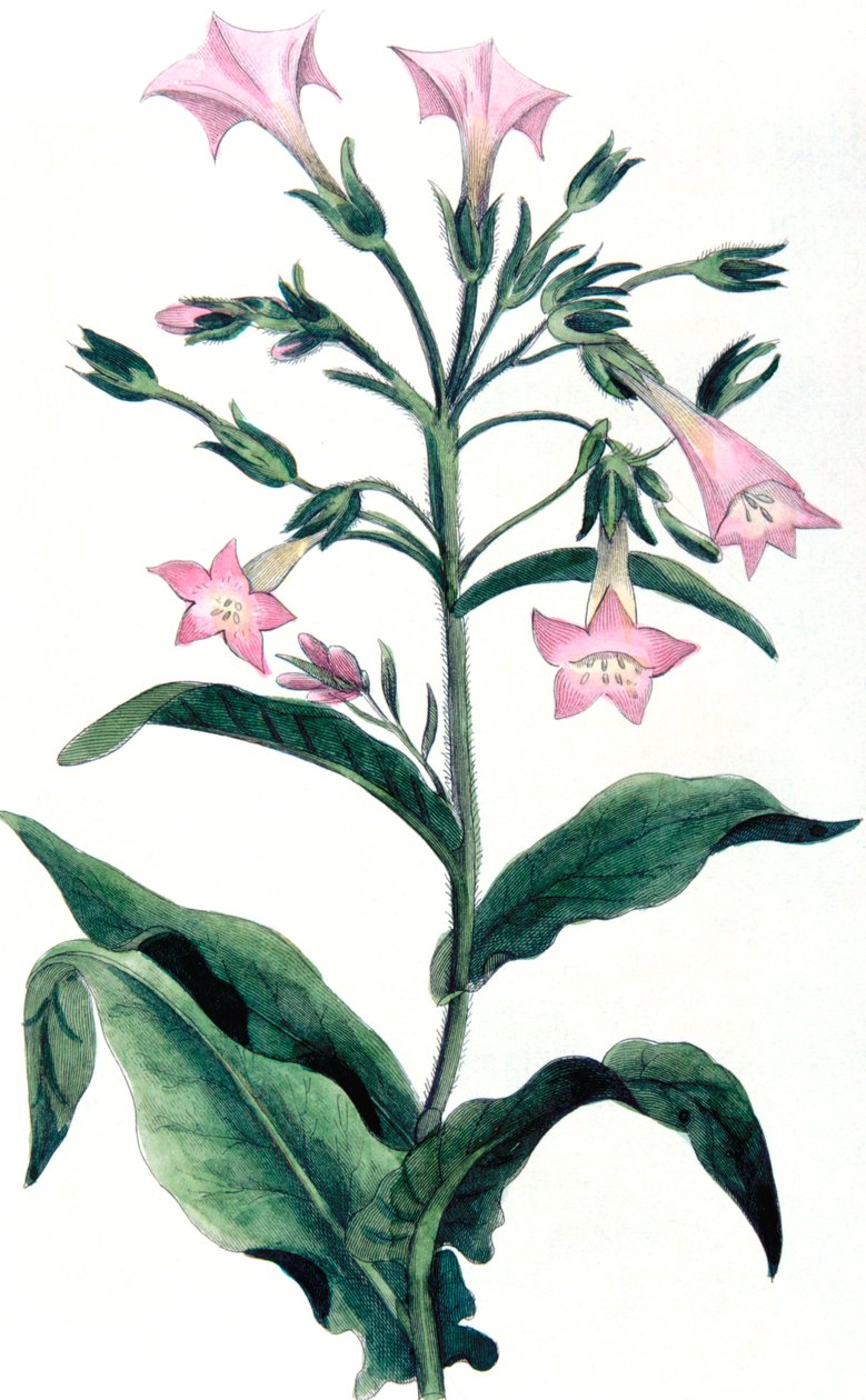 Nicotiana Tabacum Nicotiana Tabacum, Tabak, Tobacco Stock Photo