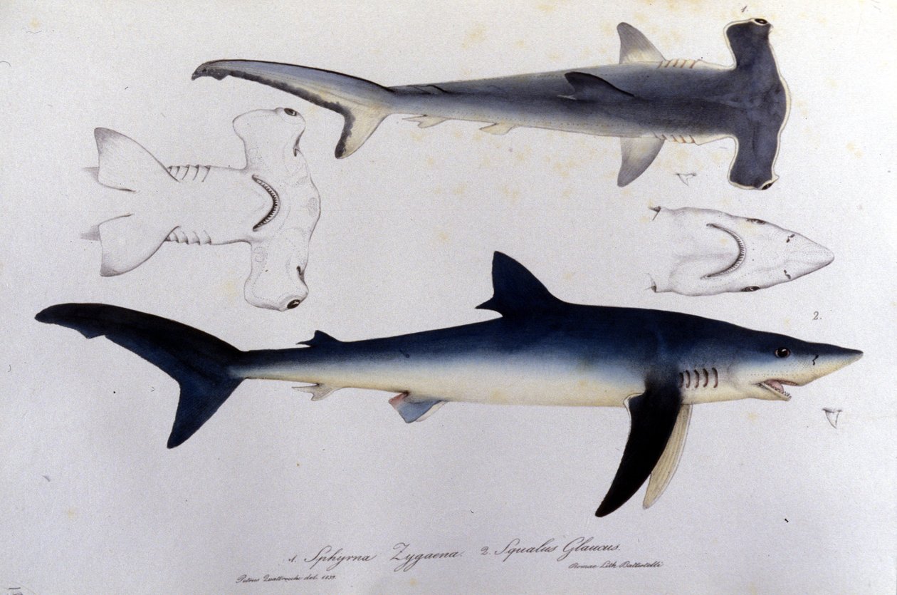 Clipart Hamerhaai Poster Great Hammerhead Shark Fish Animal Engraving