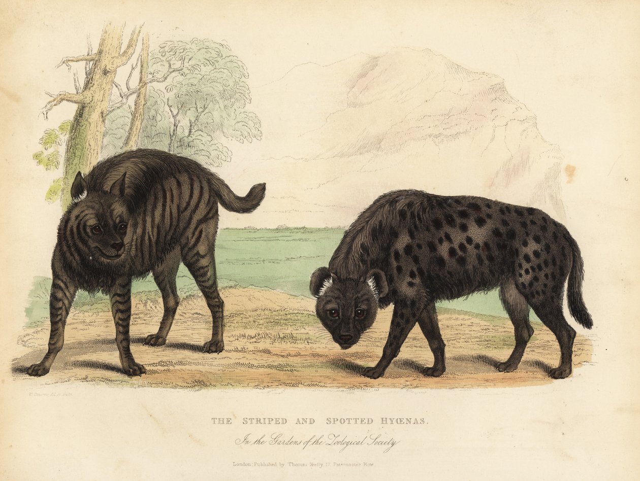 Bruine Hyena Vs Gevlekte Hyena