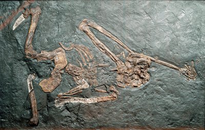 Prehistorie: fossiel van het grote primaat Oreopitheque (Oreopithecus ...