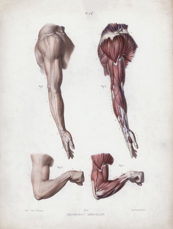 Mannelijke Arm Zijaanzicht